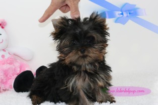 - Our Dogs